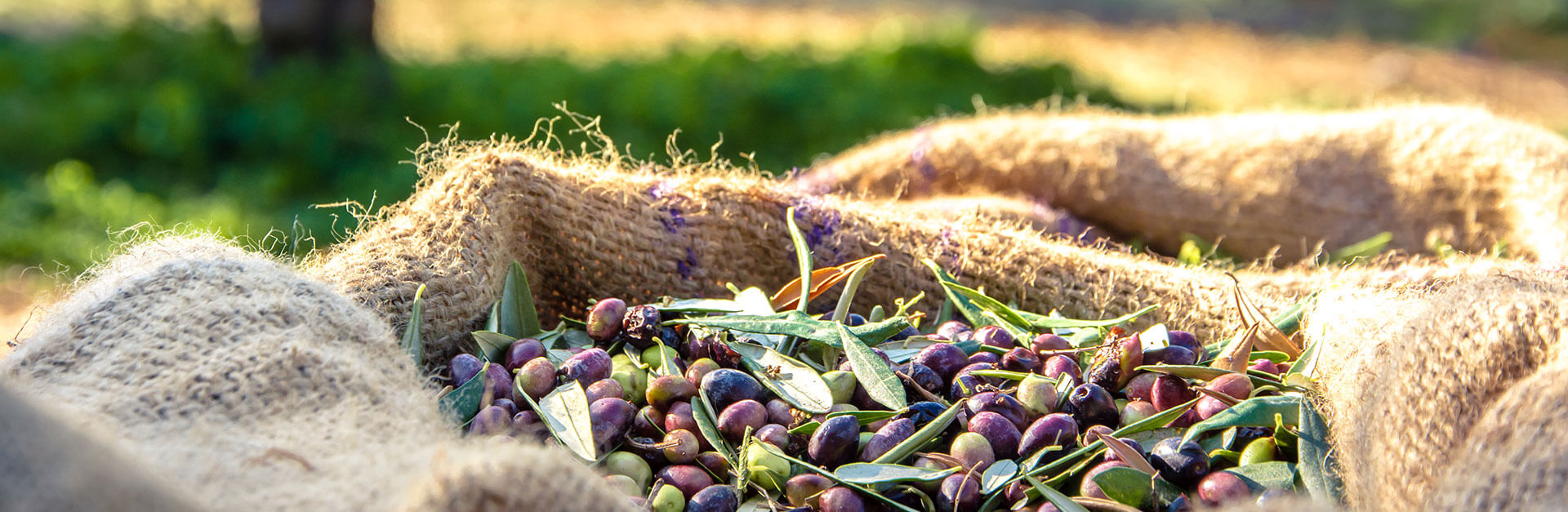 Athens Highlights & Olive Grove Tour - Tours of Athens